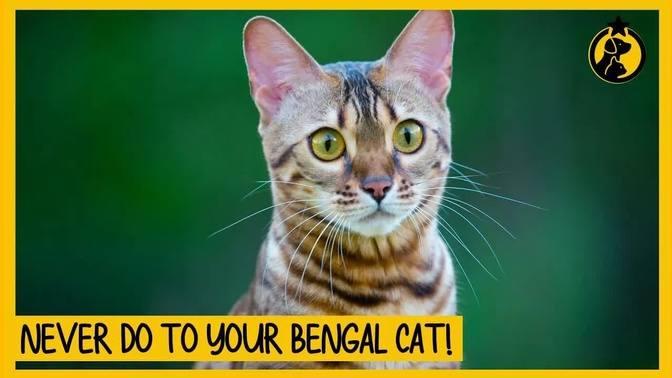 10 Things You Must Never Do to Your Bengal Cat | Videos | The Cagdot ...