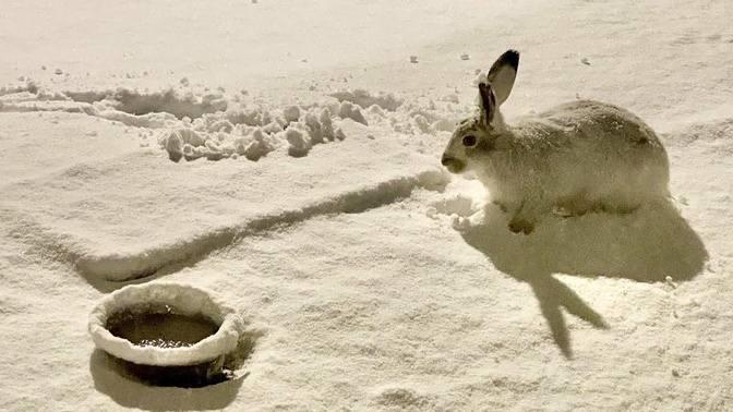 Look Who's Here? || JackRabbit [ White Bunny ]. | Videos | Sherwin Go ...