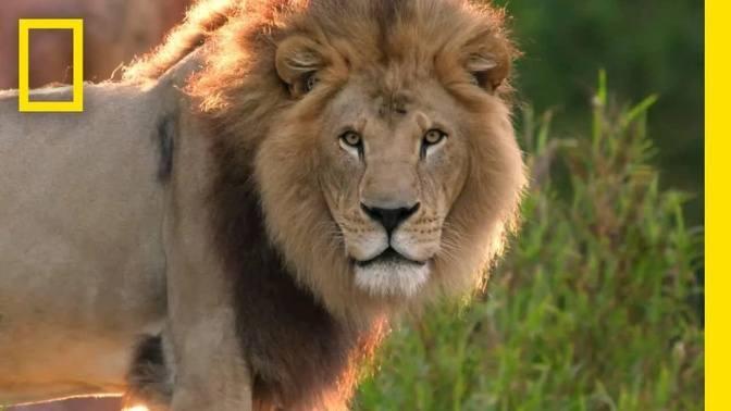 Africa's Mightiest Meat Eaters | Meet the Lions of Animal Kingdom ...