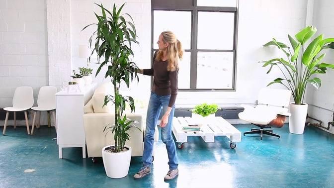 Dracaena Lisa Plant Potted In Lechuza 14" Classico Planter | Videos ...