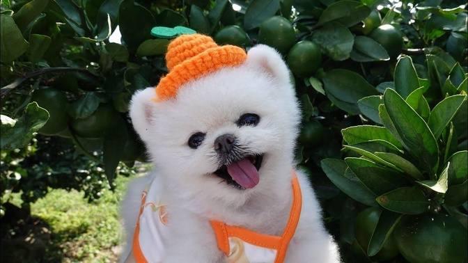 The Happiest 15 Days I had with My Precious Puppies [Ru Pong Daily V ...