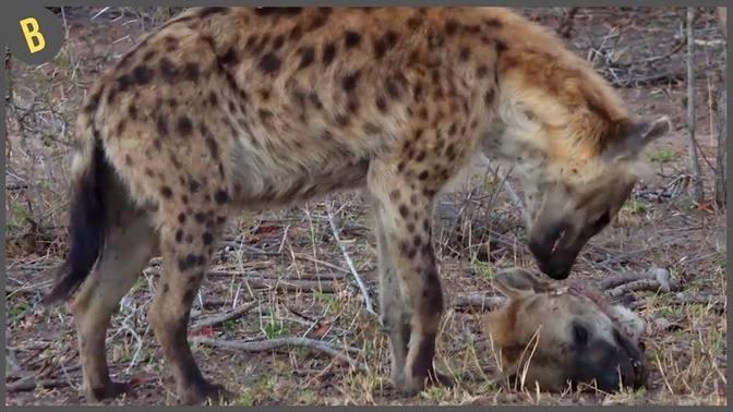 15 Despiadados Y Duros Momentos De Caza De Hienas