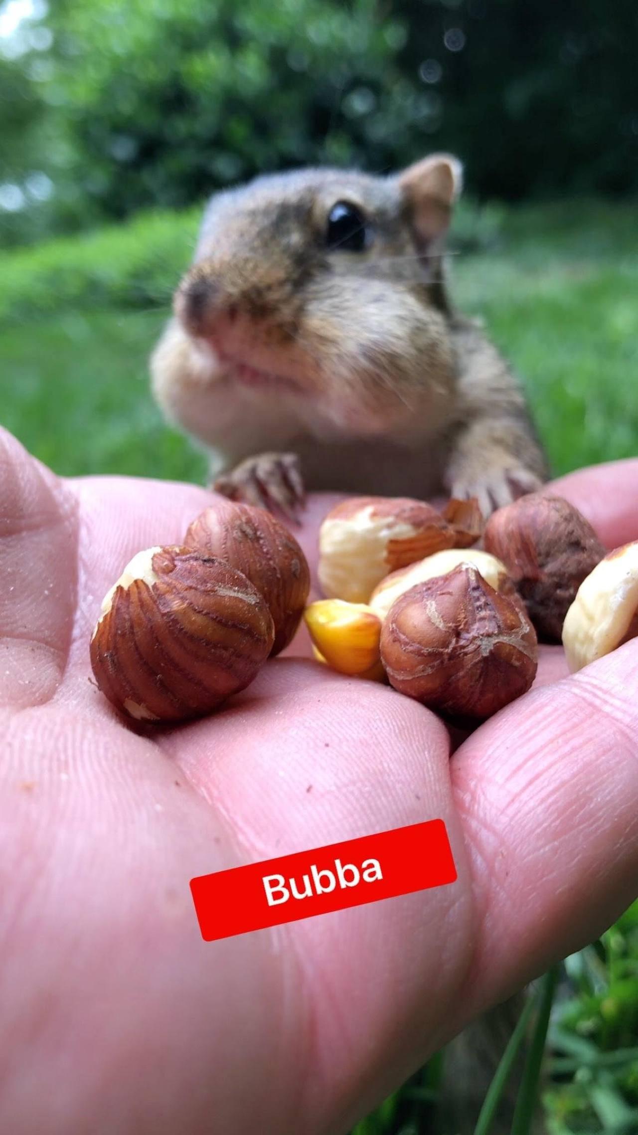 mr Bubba fill the cheeks my sweet baby | Shorts | ChipmunksofTikTok ...