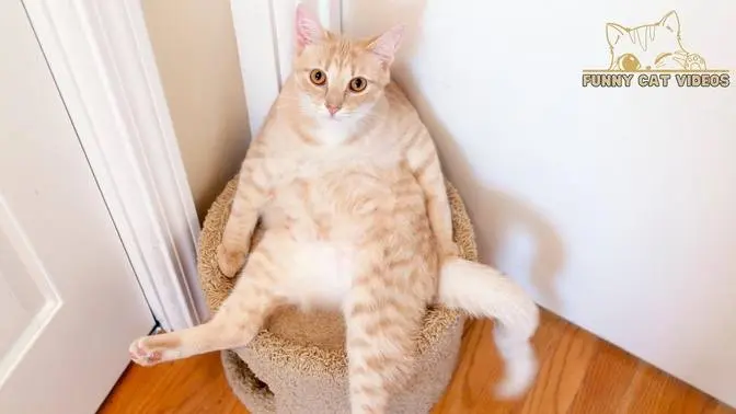 Funniest Cats Videos 😹 P3 Videos Funny Cat Videos Gan Jing World