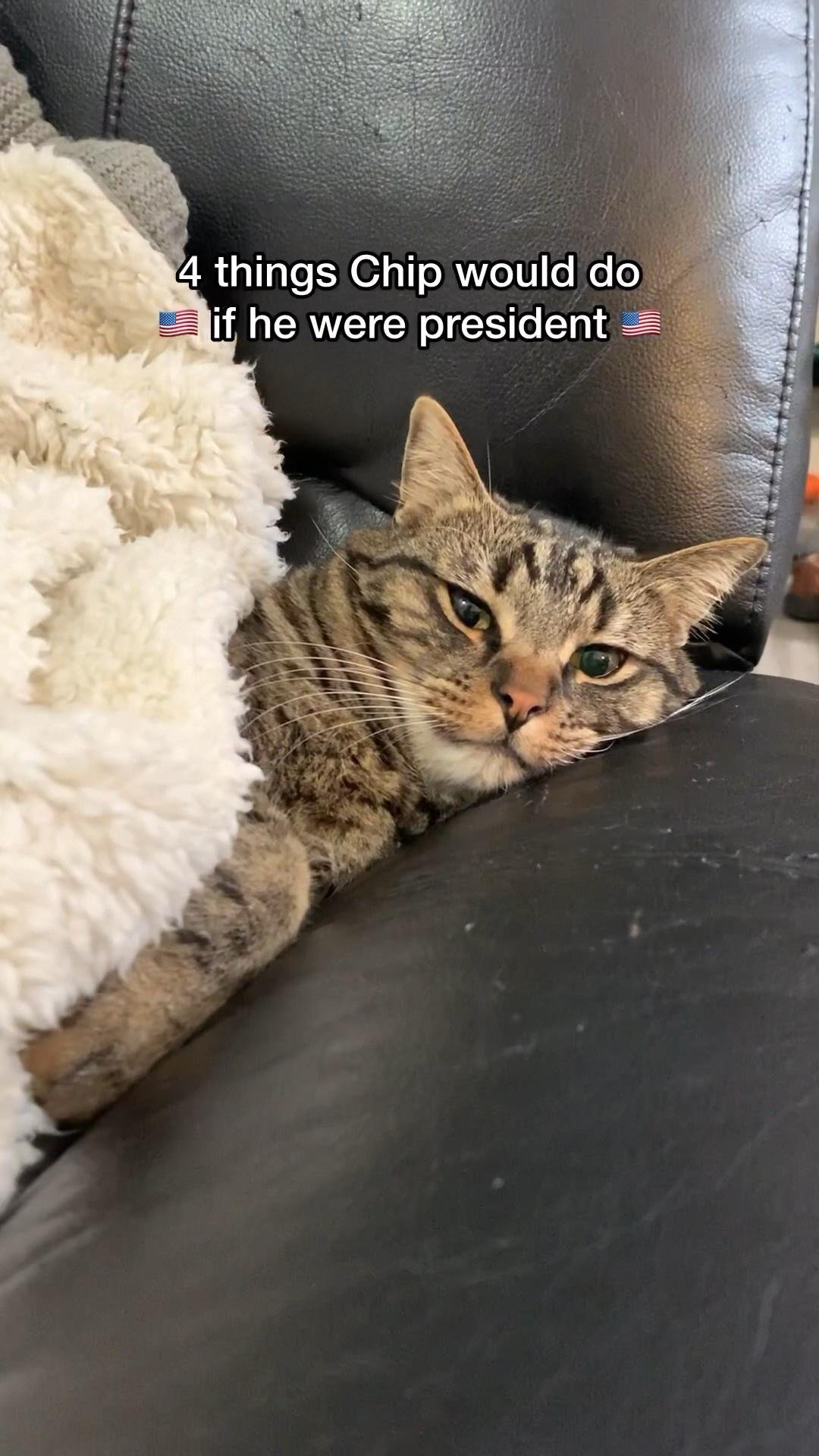 If cats ran for president 👀 | Shorts | Chip The Manx | Gan Jing World ...