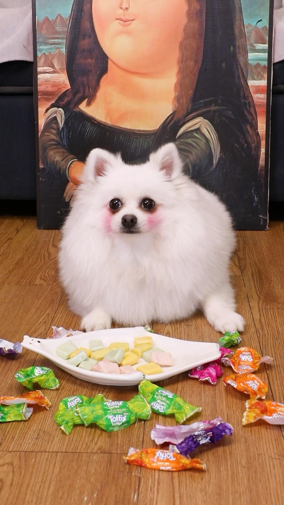 Nico:Steal candy!#nico #dog #funny #smartnico #cute | Shorts | Nico ...