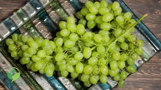 How to plant and care for vines | Videos | grape farm | Gan Jing World