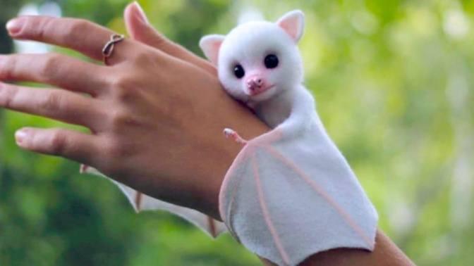 15 Unusual Pets You’ll See For the First Time in Your Life | Videos ...