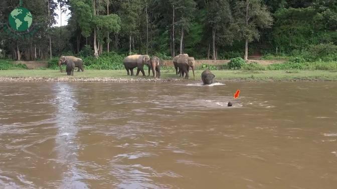 Elephant Rush to Save People are Being Swept Away by Current - Animal ...