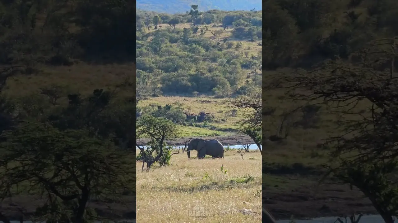 Viewing An Elephant From The Main Are... | Rob The Ranger Wildlife ...