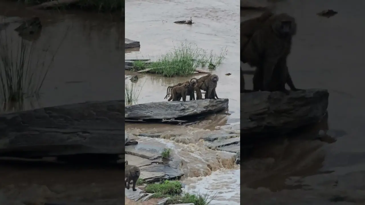 Baboons Cross The River During A Natu... | Rob The Ranger Wildlife ...