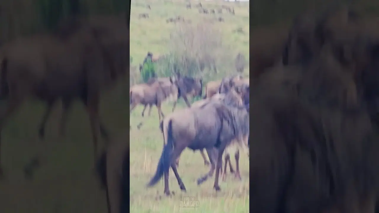 Driving Through Migratiory Herds!! | ... | Rob The Ranger Wildlife ...