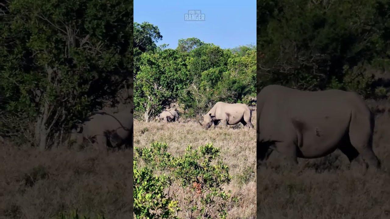 Black Rhino And Calf #Wildlife | #ShortsAfrica #100Shorts2024 | Shorts ...