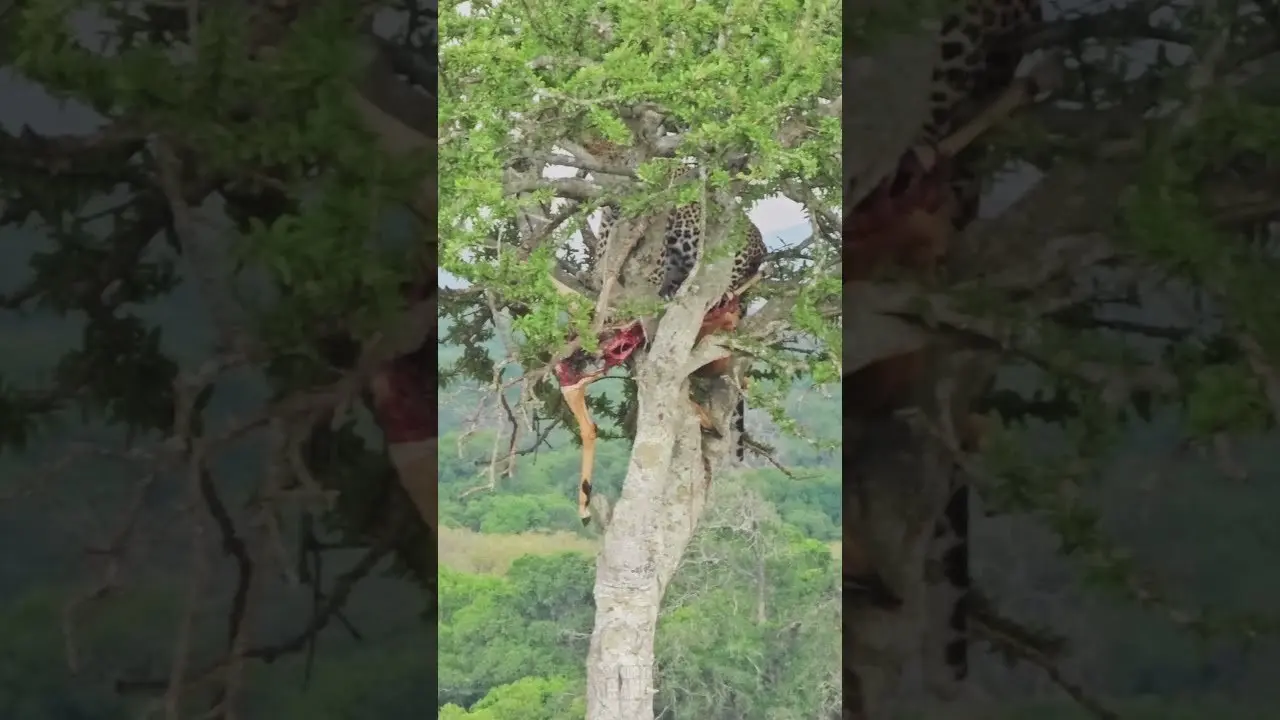 The Kind Leopard Has Helped The Impala T | Rob The Ranger Wildlife ...